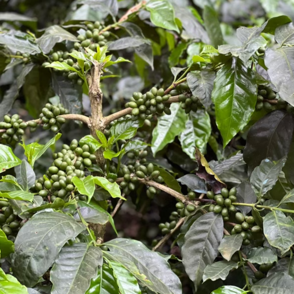 Kaveri Coffee Works: Buy Freshly Roasted Specialty Indian Coffee