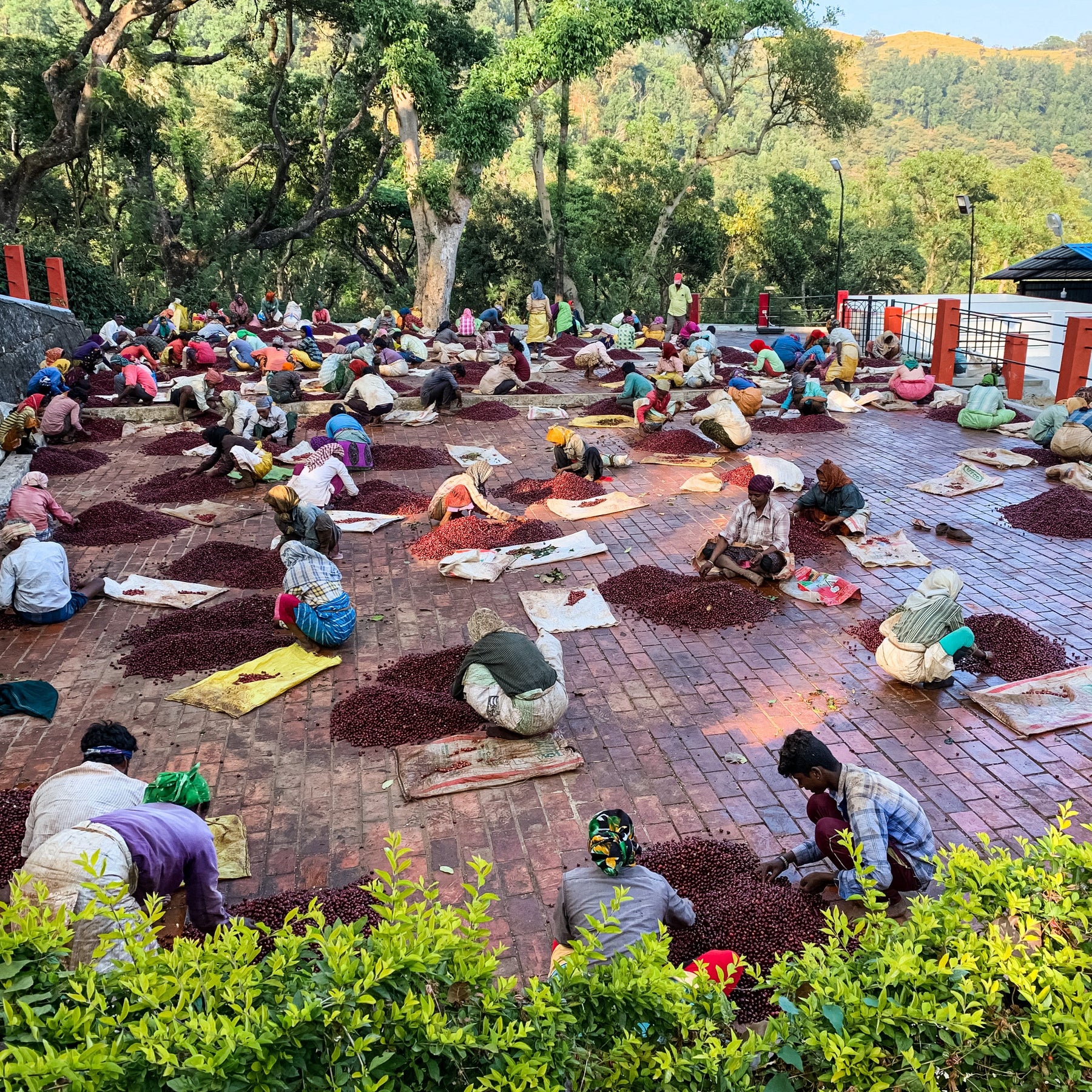 Kaveri Coffee Works: Buy Freshly Roasted Specialty Indian Coffee