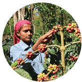 Buy Freshly Roasted Specialty Indian Coffee – Kaveri Coffee