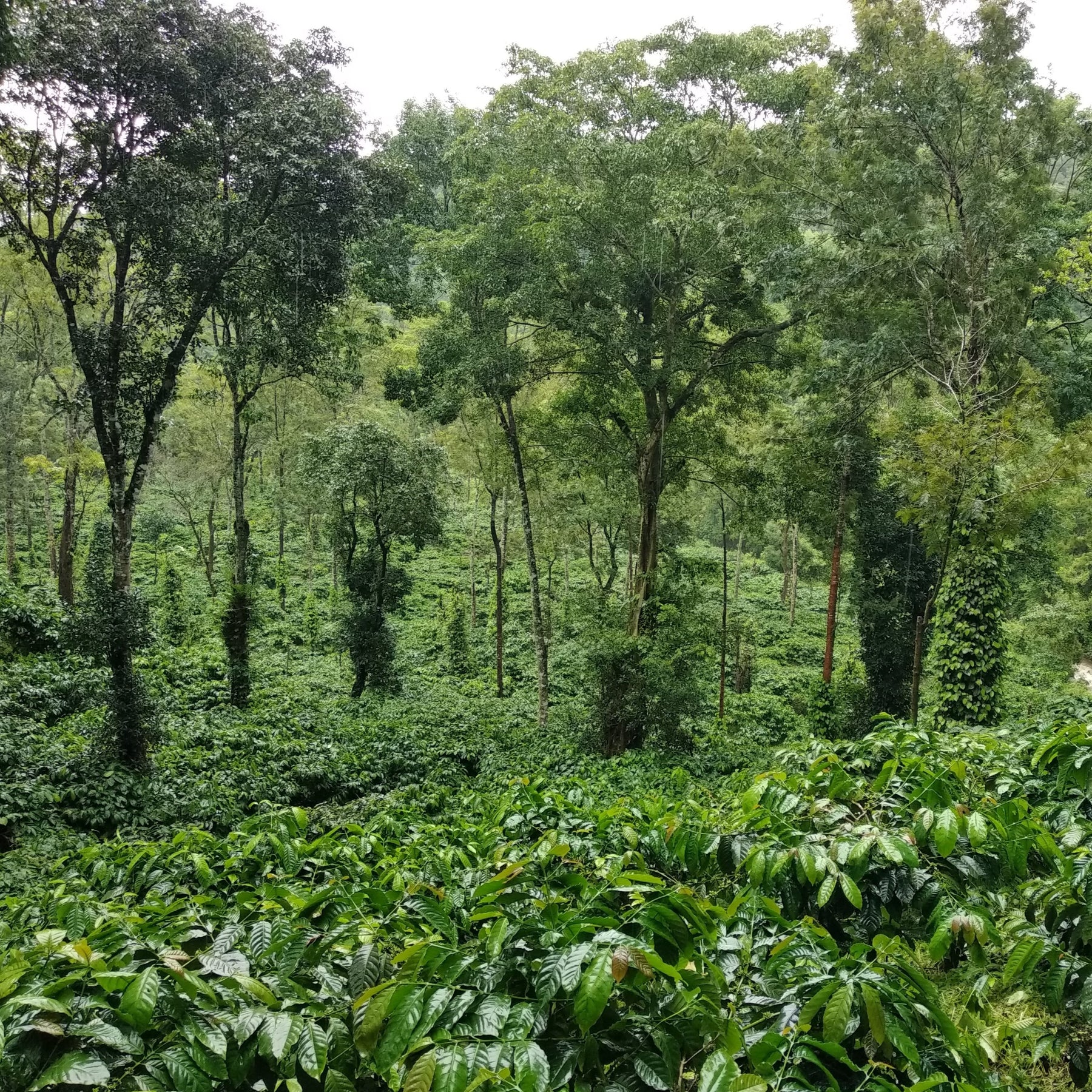 Kaveri Coffee Works: Buy Freshly Roasted Specialty Indian Coffee