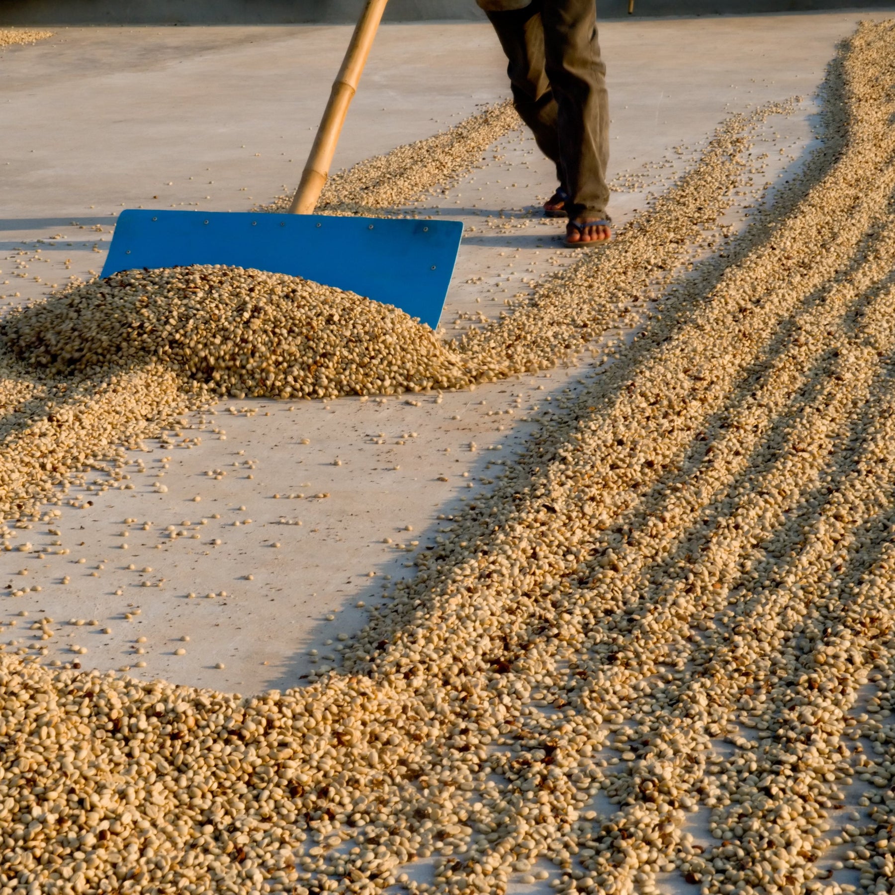 Kaveri Coffee Works: Buy Freshly Roasted Specialty Indian Coffee