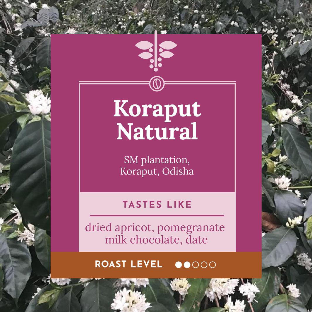 Buy Freshly Roasted Specialty Indian Coffee – Kaveri Coffee